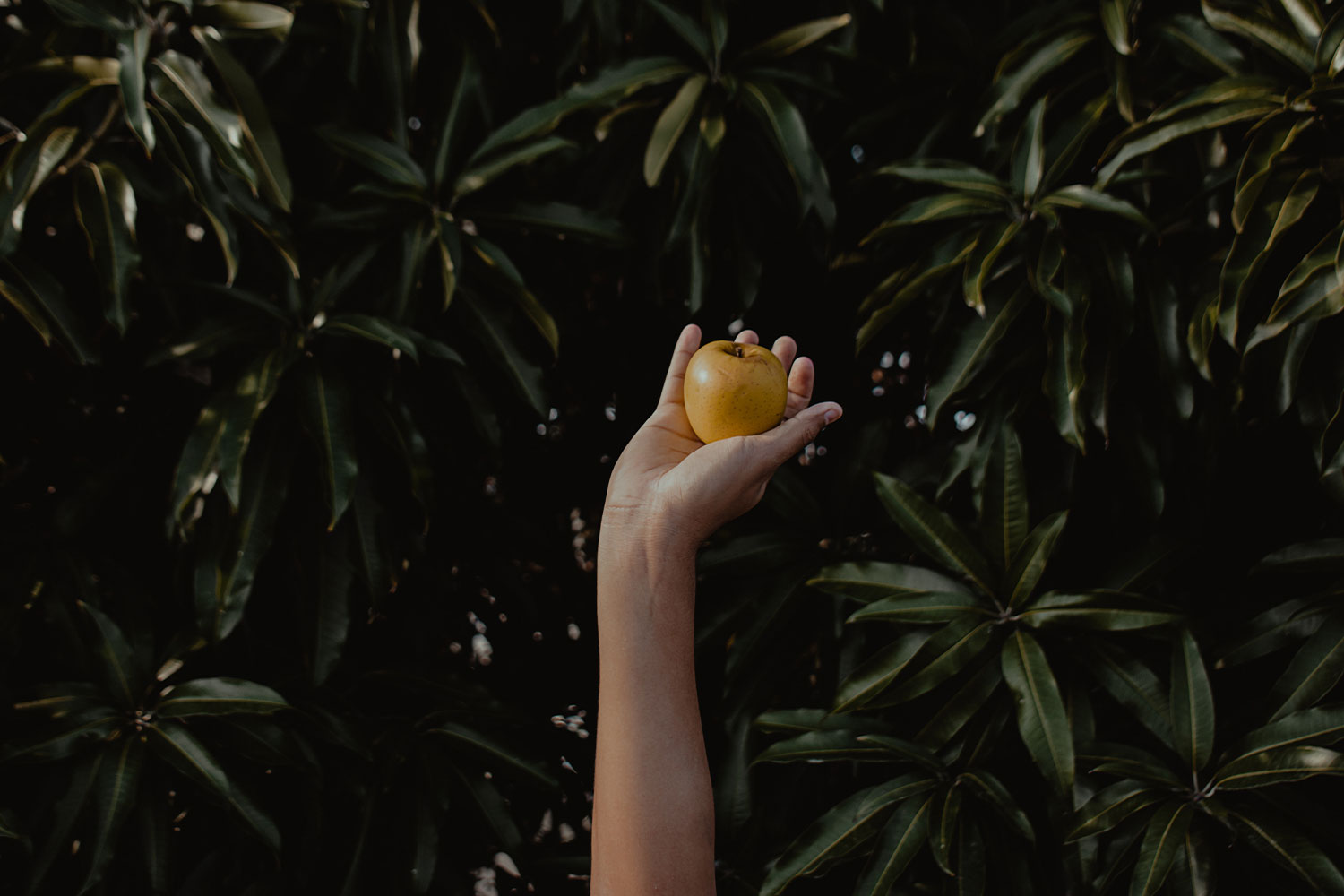 Adam Giving Eve Forbidden Fruit