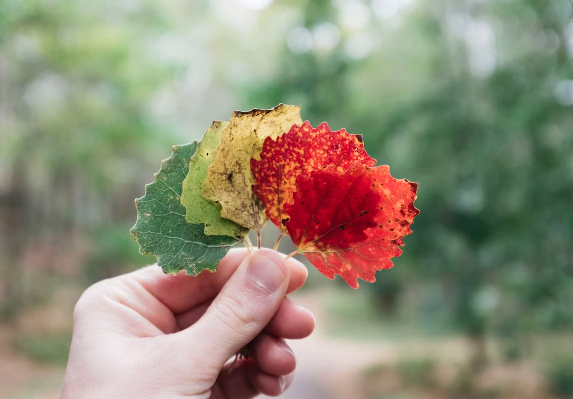 Pastor’s Wives: Identifying Stages of Change - Church Replanting